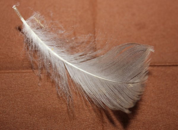 Nutztiere: Geflügel/einfach – KiwiThek