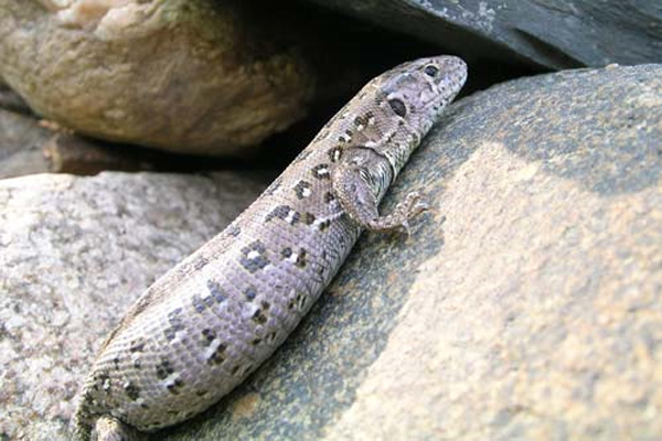 Eidechse – KiwiThek