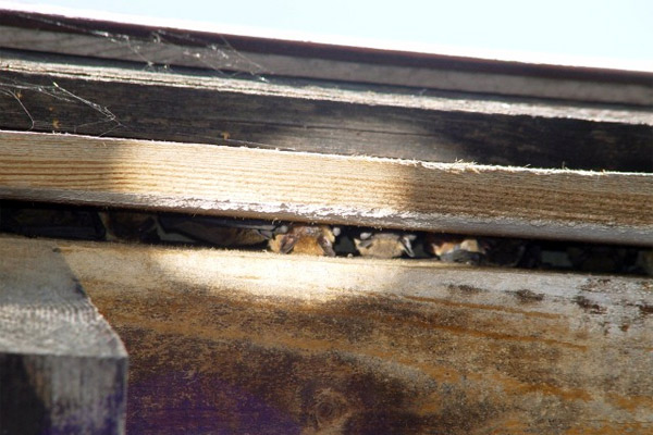 Fledermaus – KiwiThek