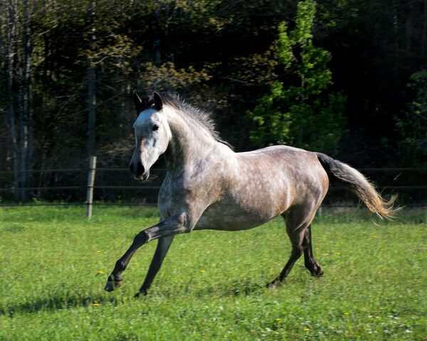 Pferderasse/einfach – KiwiThek