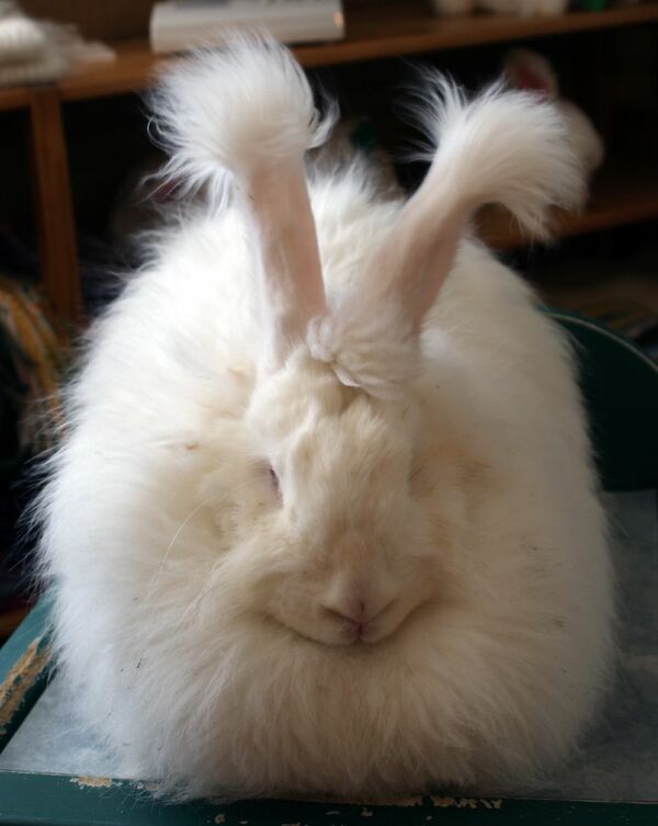 Kaninchen – KiwiThek