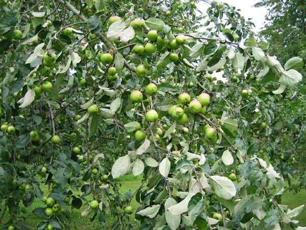 Apfelbaum – KiwiThek