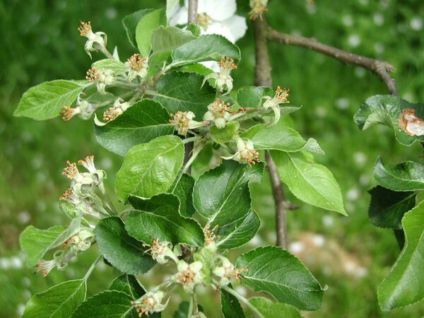 Apfelbaum – KiwiThek