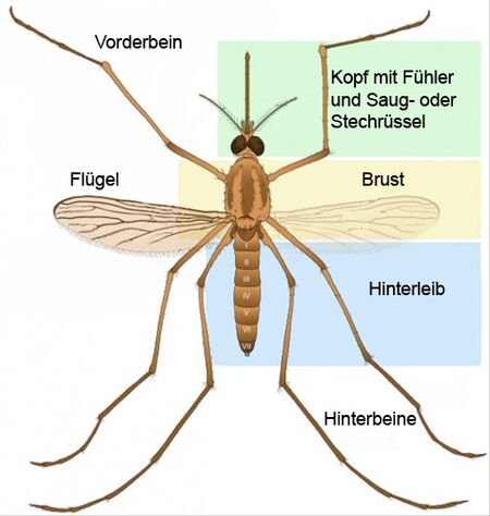 Gelse/einfach – KiwiThek