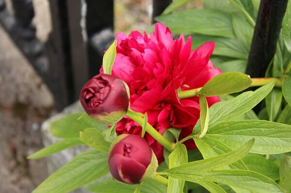 Pfingsten – KiwiThek