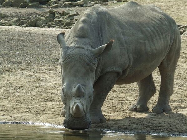 Nashorn – KiwiThek