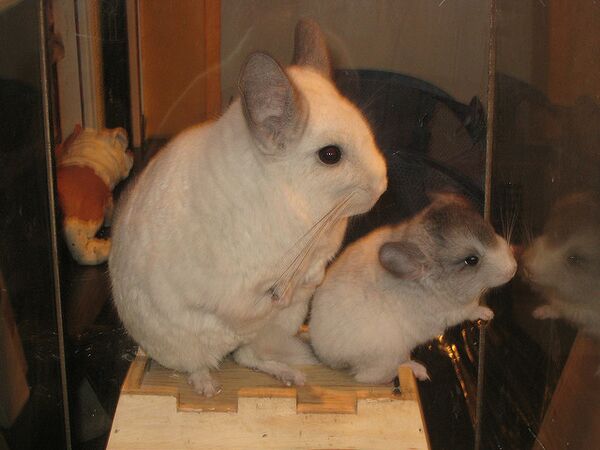 Chinchilla – KiwiThek