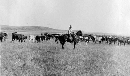 Cowboys – KiwiThek