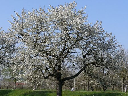 Kirsche – KiwiThek