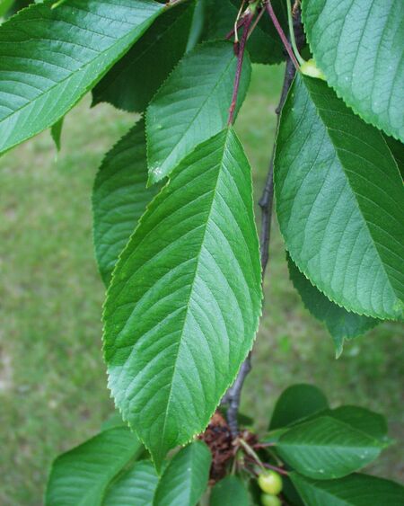 Kirsche – KiwiThek