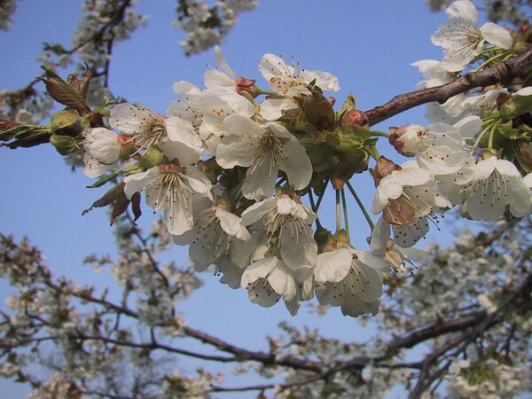 Kirsche – KiwiThek