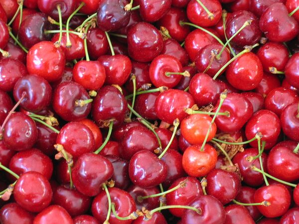 Kirsche – KiwiThek