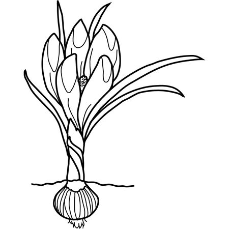 Krokus/einfach – KiwiThek