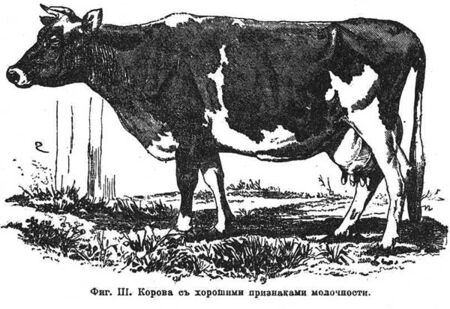 Hausrind – KiwiThek