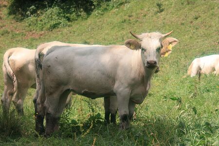 Hausrind – KiwiThek