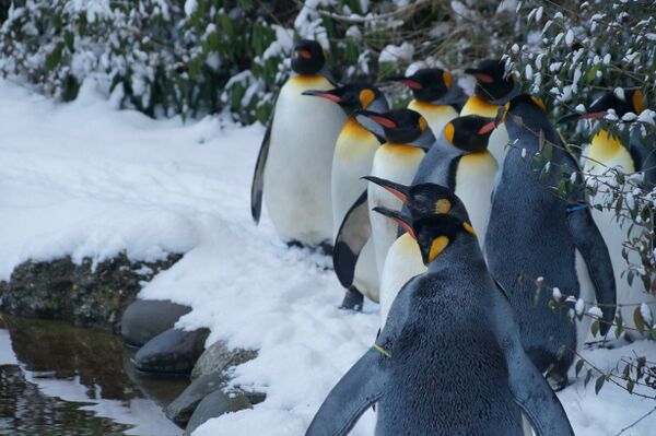 Pinguin – KiwiThek