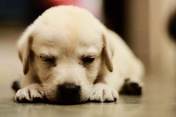 Haushund/einfach – KiwiThek