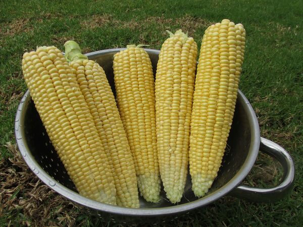 Mais/einfach – KiwiThek