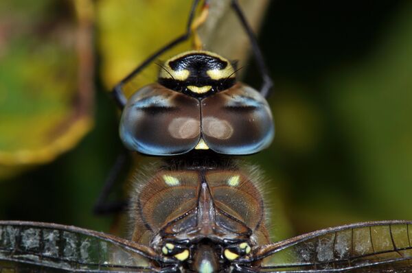 Libelle – KiwiThek