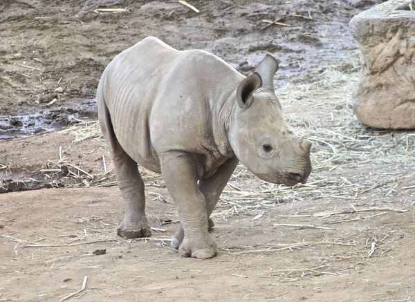 Nashorn – KiwiThek