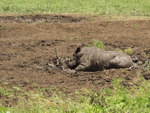 Nashorn – KiwiThek