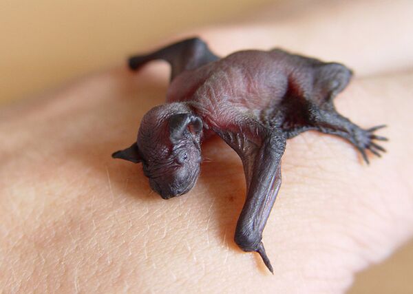 Fledermaus – KiwiThek