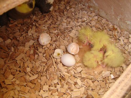 Nymphensittich – KiwiThek