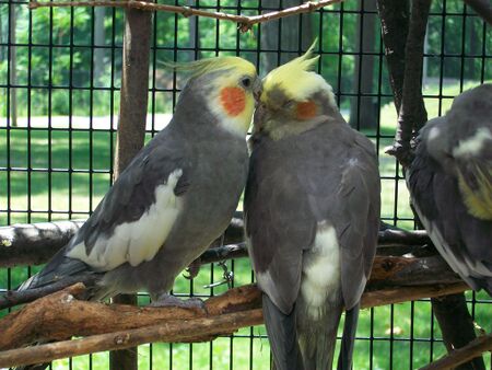 Nymphensittich – KiwiThek