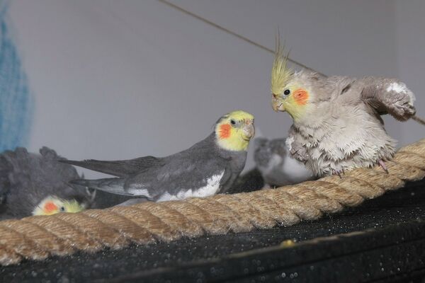 Nymphensittich/einfach – KiwiThek