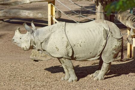 Nashorn – KiwiThek