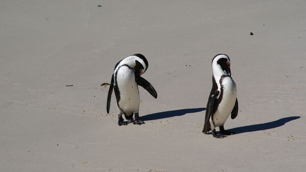 Pinguin – KiwiThek