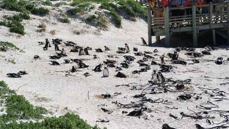 Pinguin – KiwiThek