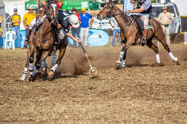 Nutztier: Pferd – KiwiThek