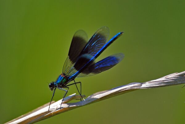 Libelle – KiwiThek