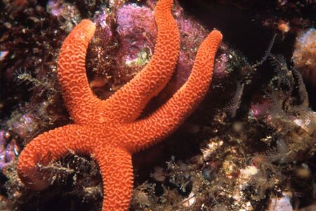 Seestern – KiwiThek