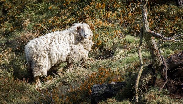 Schaf/einfach – KiwiThek