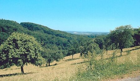 Apfelbaum – KiwiThek