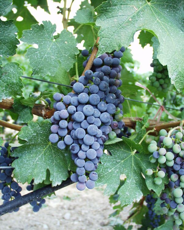 Weinrebe/einfach – KiwiThek