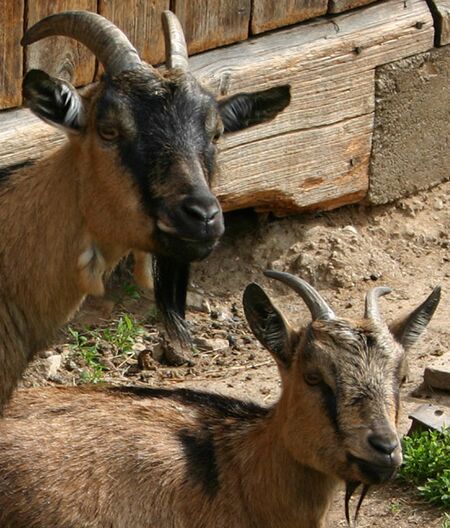 Hausziege – KiwiThek