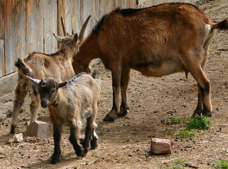 Hausziege – KiwiThek