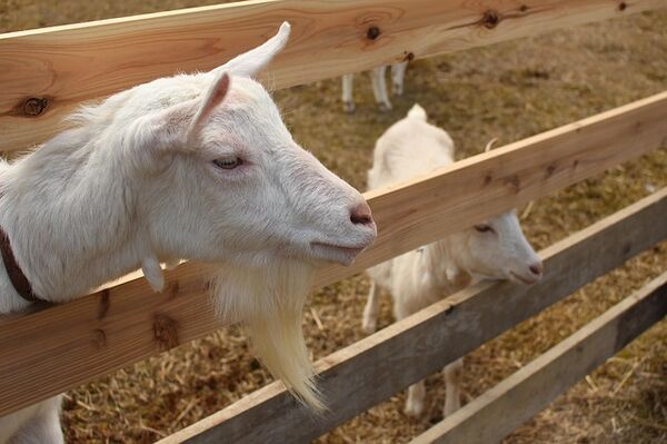 Nutztier: Hausziege/einfach – KiwiThek