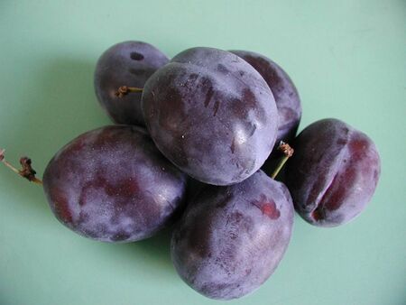 Zwetschke – KiwiThek