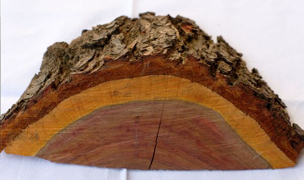 Zwetschke – KiwiThek